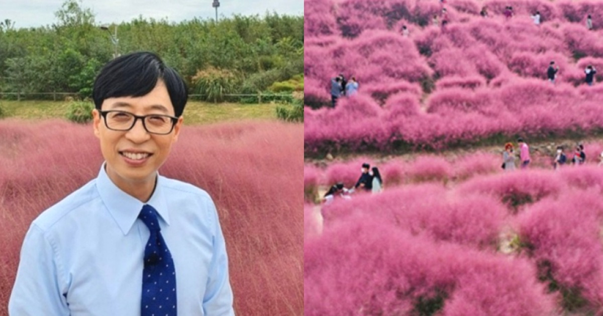 가까이 가지 마세요 인생샷 명소 핑크뮬리 사라지고 있는 충격적인 이유 여행톡톡