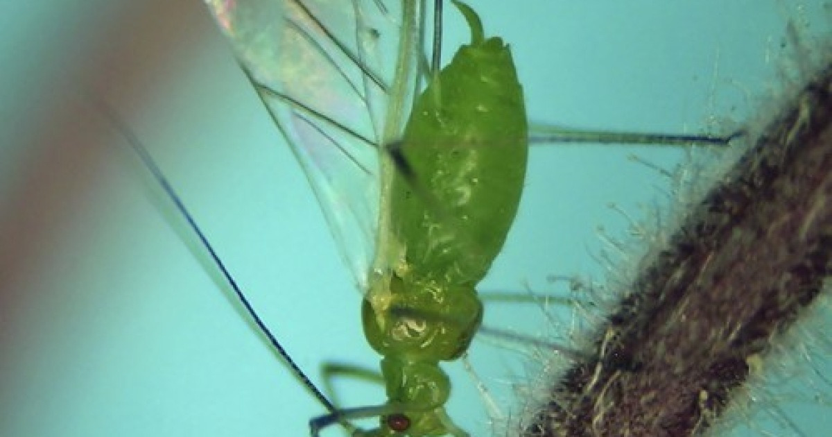 Aphid Swarm New York