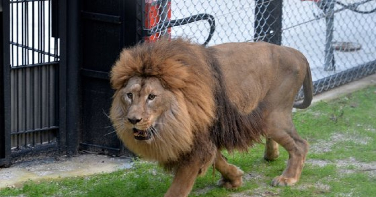 사람 나이로 치면 100세...삐쩍 마른 '갈비 사자', 7년만의 이사[영상]