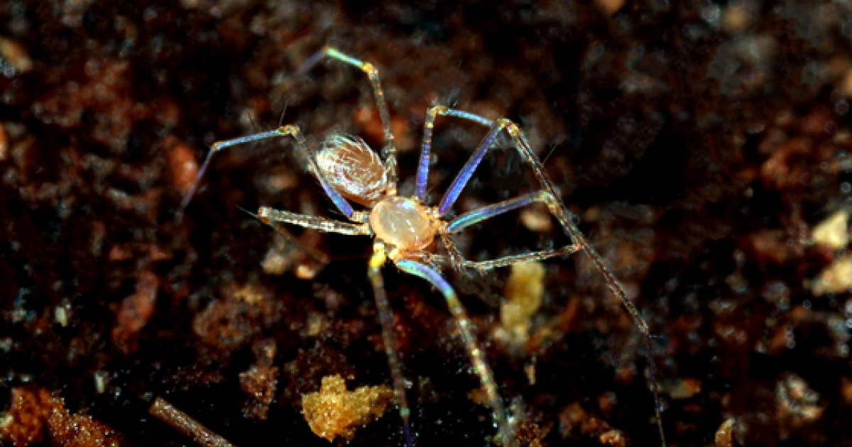 Eyeless spiders discovered in Hapcheon cave