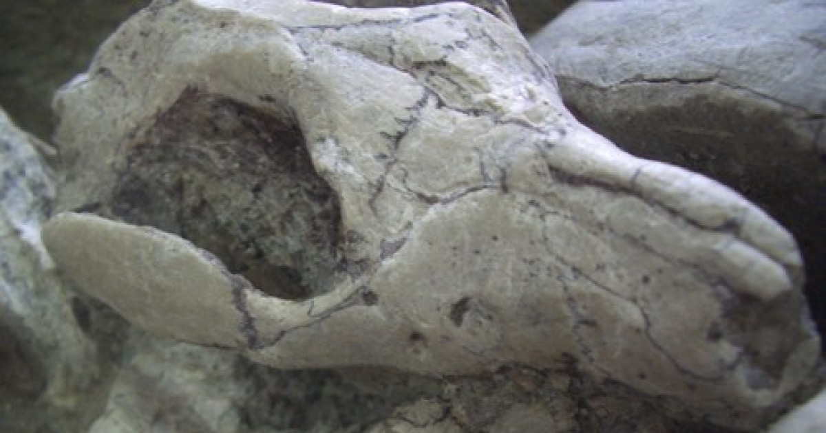 Mammals Eating Dinosaurs