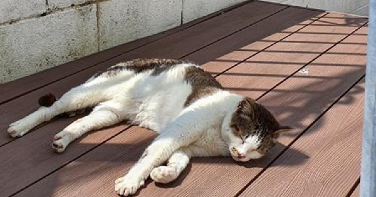 서울의 한 고양이 보호소에서 Ai 감염 의심 사례