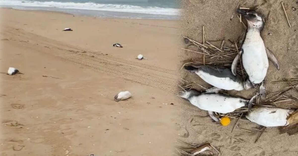 [영상] 해변에 널린 펭귄 2천 마리 사체…원인은 기후변화가 아니다