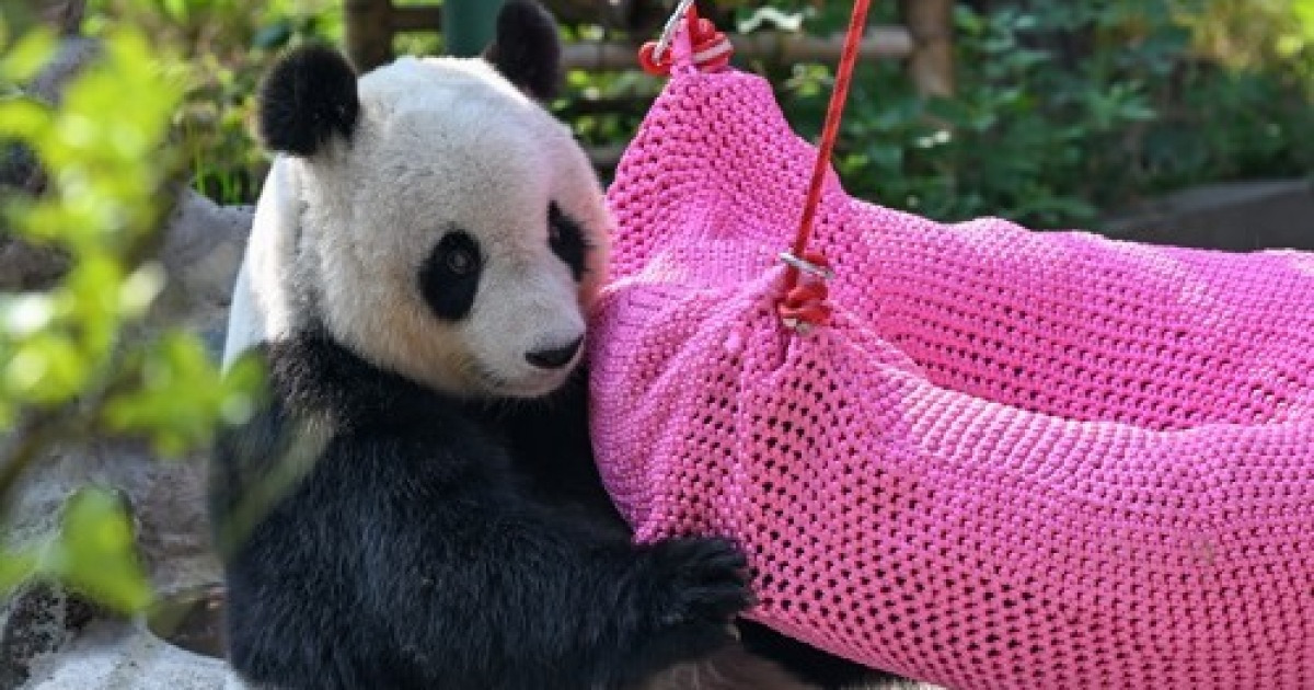 CHINA TIANJIN GIANT PANDA