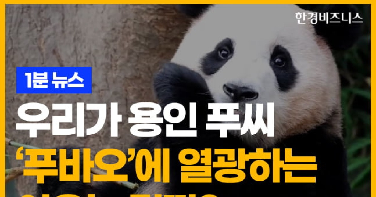 우리가 용인 푸씨 ‘푸바오에 열광하는 이유는 뭘까 송유리의 1분뉴스 