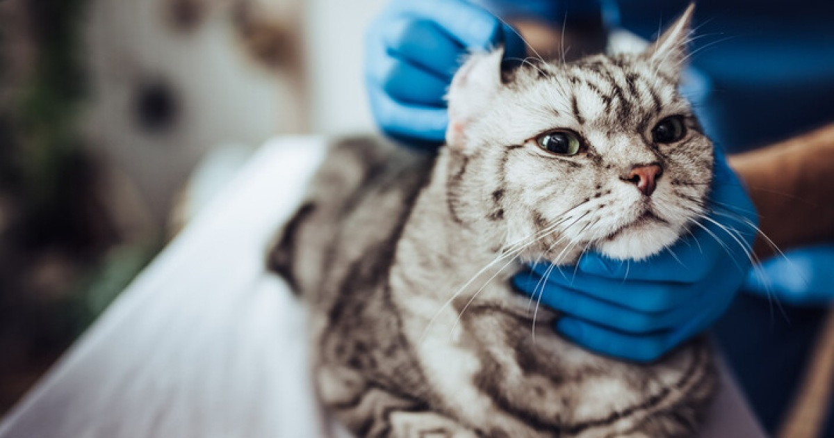 서울서 또 ‘고양이 고병원성 Ai 의심…“손씻기 등 개인위생 지켜야”
