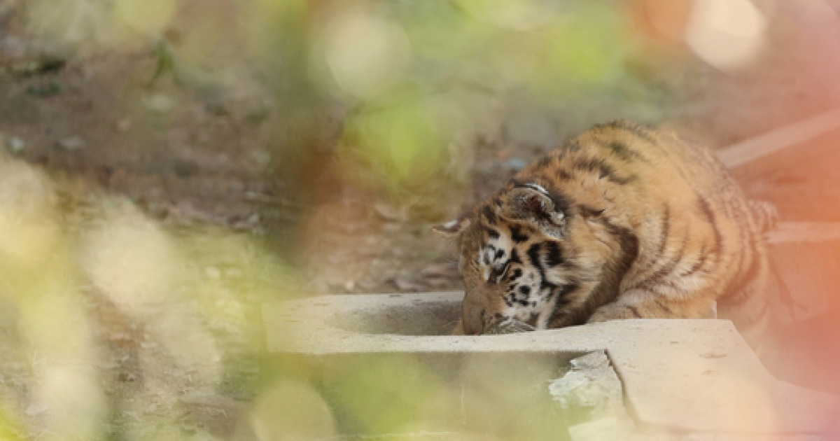 Tiger dies at Seoul Grand Park