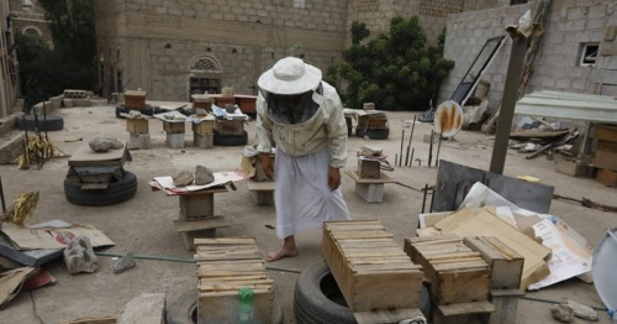 YEMEN PHOTO SET HONEY