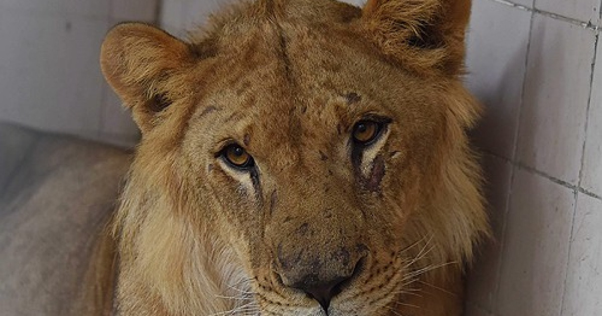 PAKISTAN ANIMALS