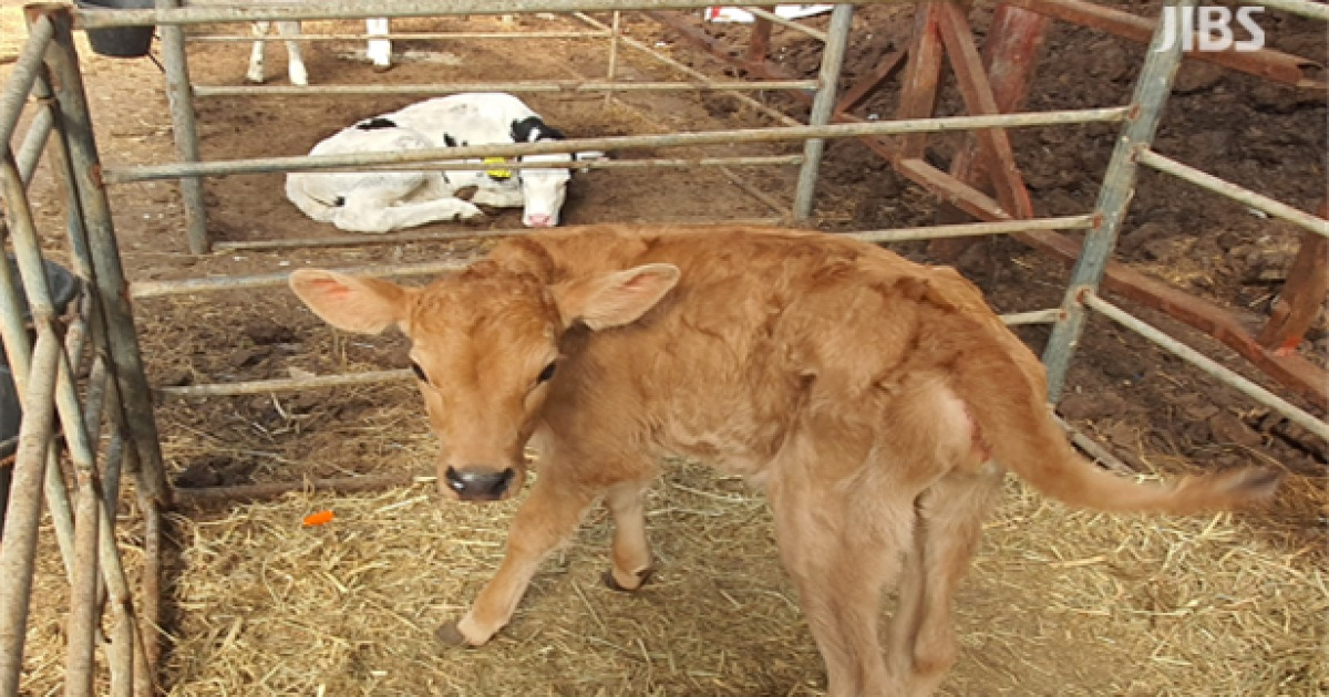 우유는 얼룩소? 갈색소가 더 고급...'세대교체' 첫 송아지 태어나