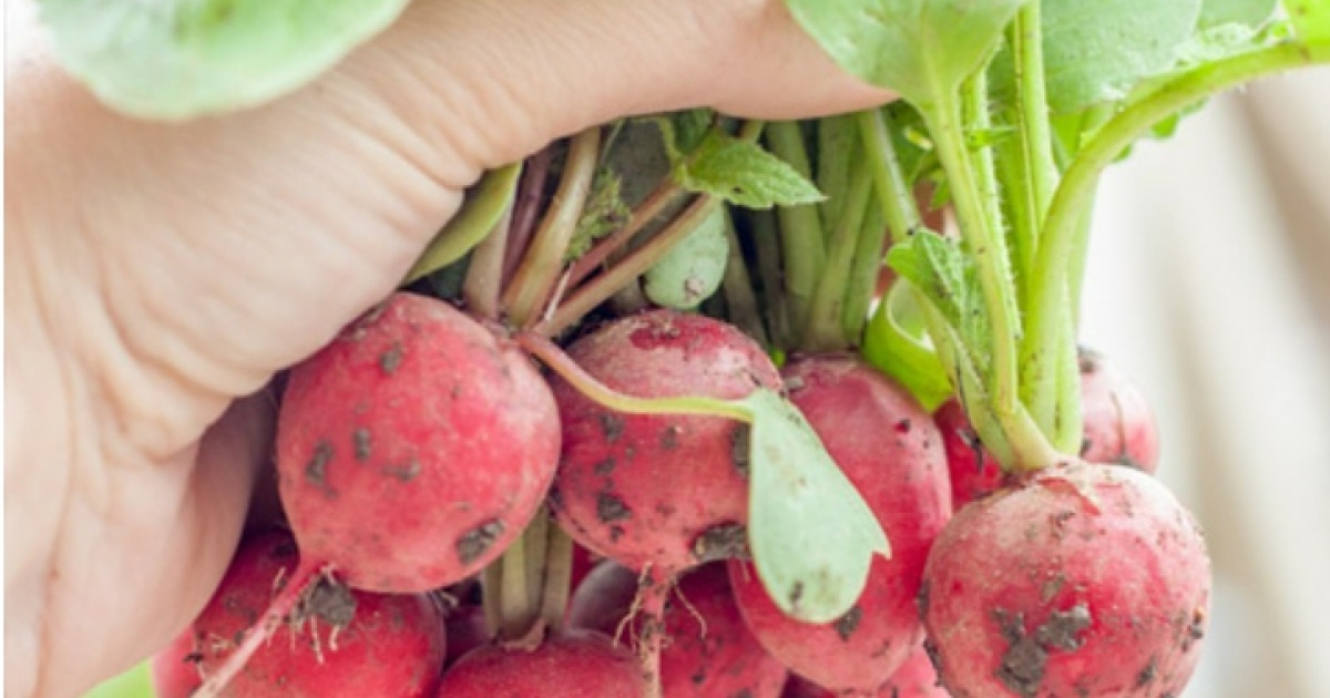 요즘 핫한 ‘20일무’ 키워볼까 | RealFoods