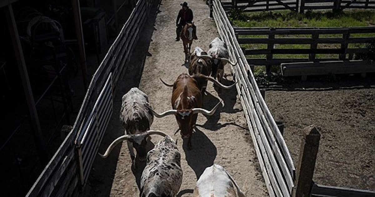 Protein Problem Texas Beef Culture Photo Essay