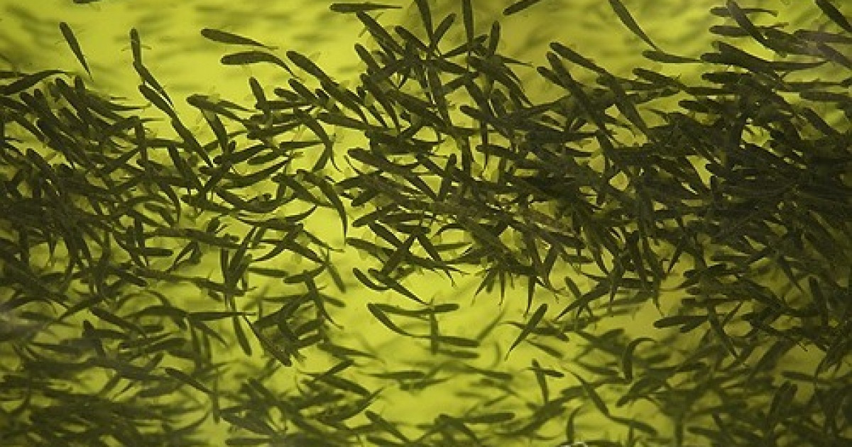 Protein Problem Fish Farms