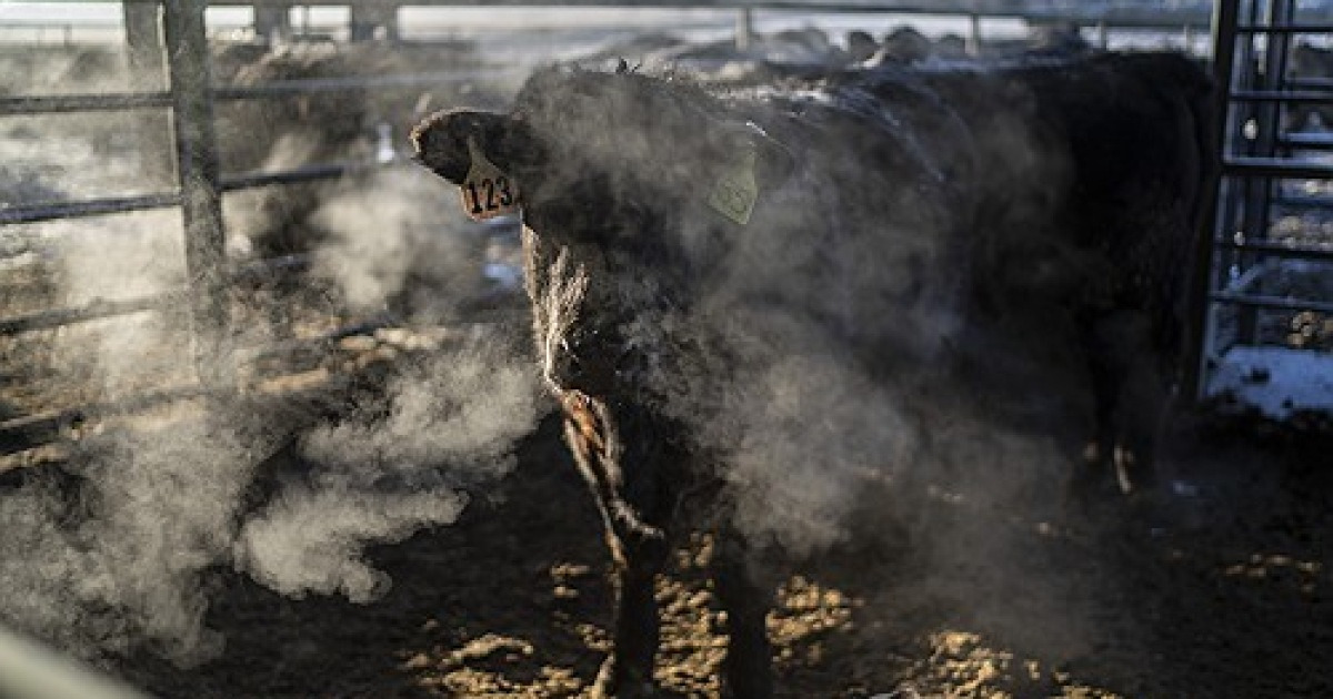 APTOPIX Protein Problem Better Beef