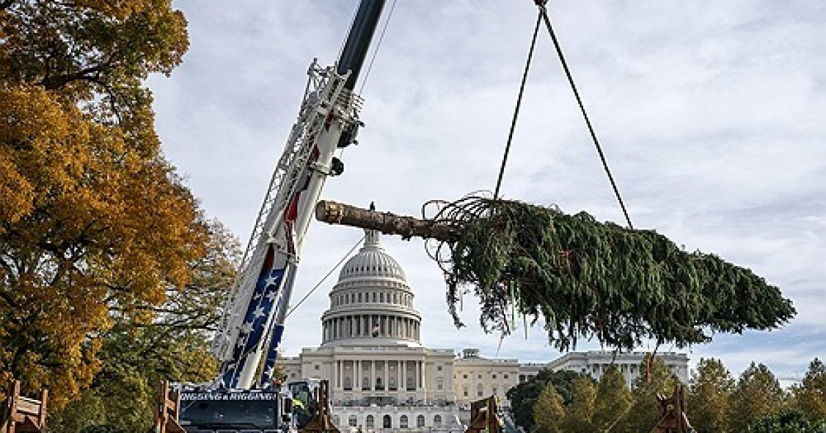 Capitol Christmas Tree