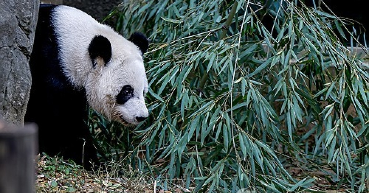 USA GIANT PANDAS ATLANTA