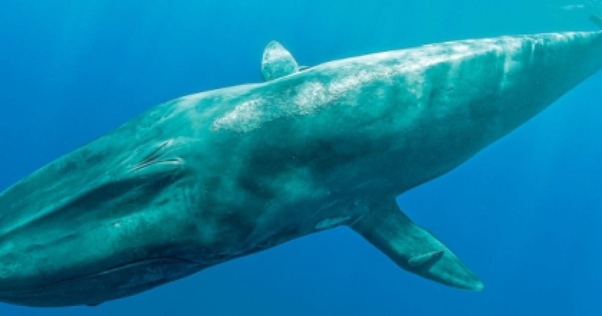 지구촌 최대 동물 ‘대왕고래’ 대서양 안방 다시 꿰찼다