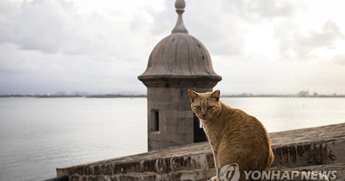 Puerto Rico Cats