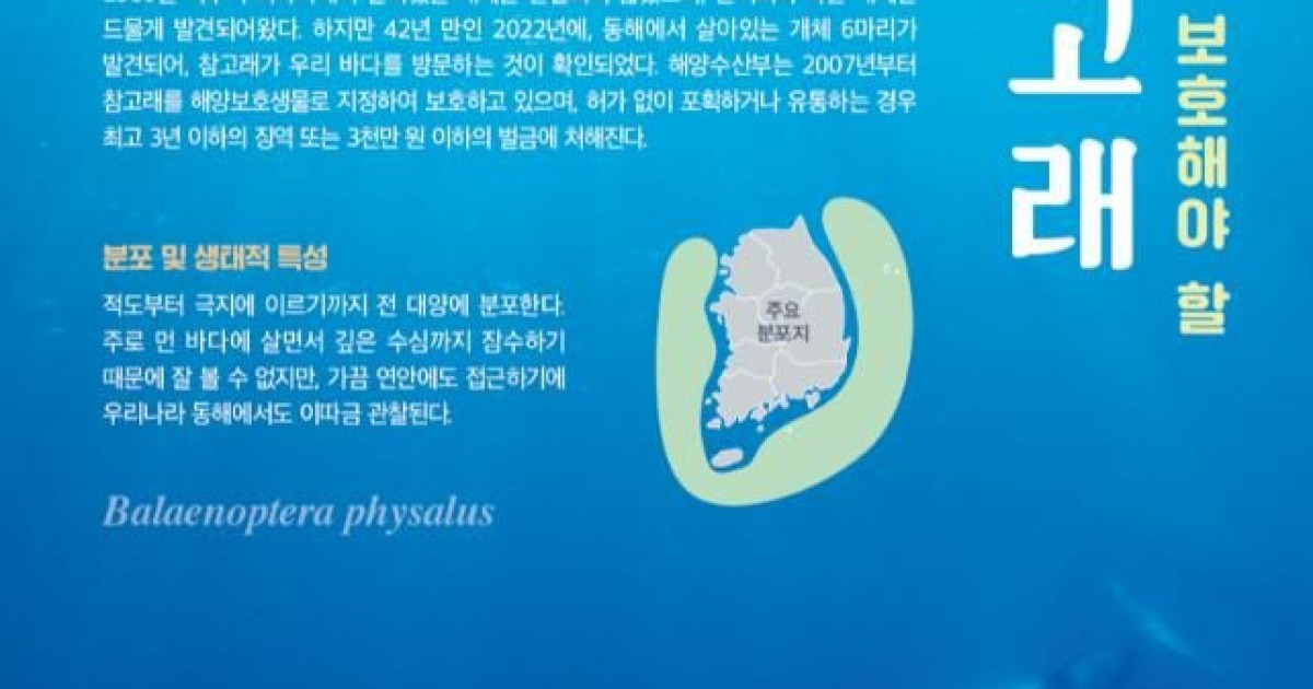 몸길이 최대 24m 참고래를 지켜주세요[12월 해양생물]