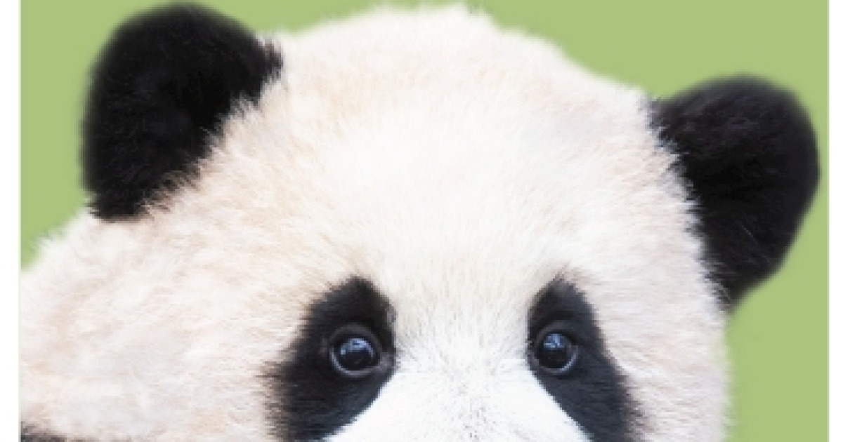 KB국민카드, '에버랜드 푸바오 에디션' 카드 출시... 1000매 선착순 한정