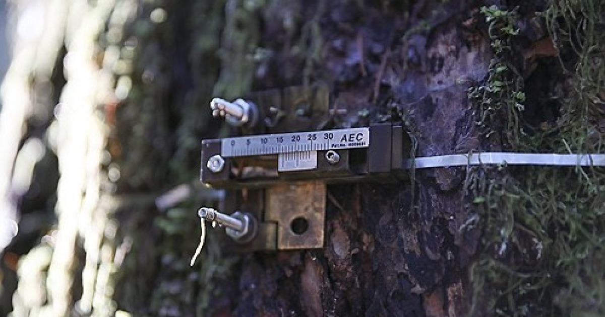 Climate Extreme Heat Trees