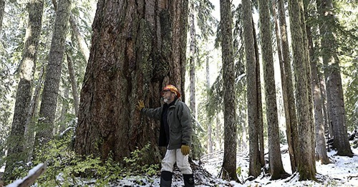 Climate Extreme Heat Trees