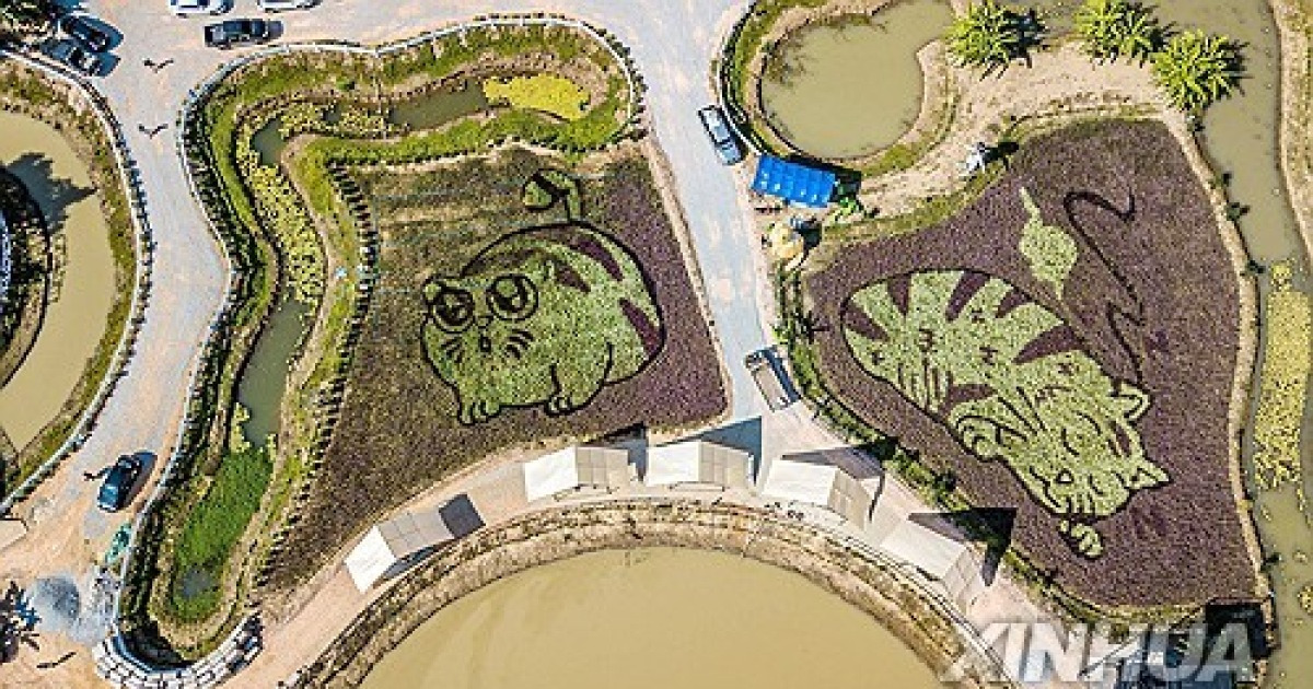 THAILAND-CHIANG RAI-RICE PADDY ART