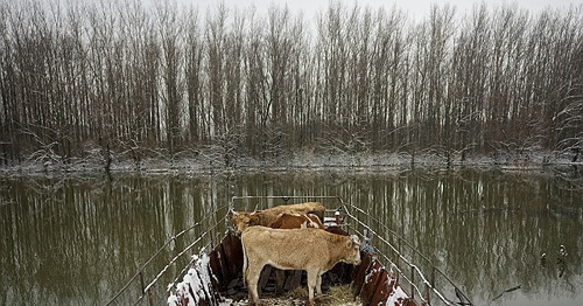APTOPIX Serbia Stranded Animals