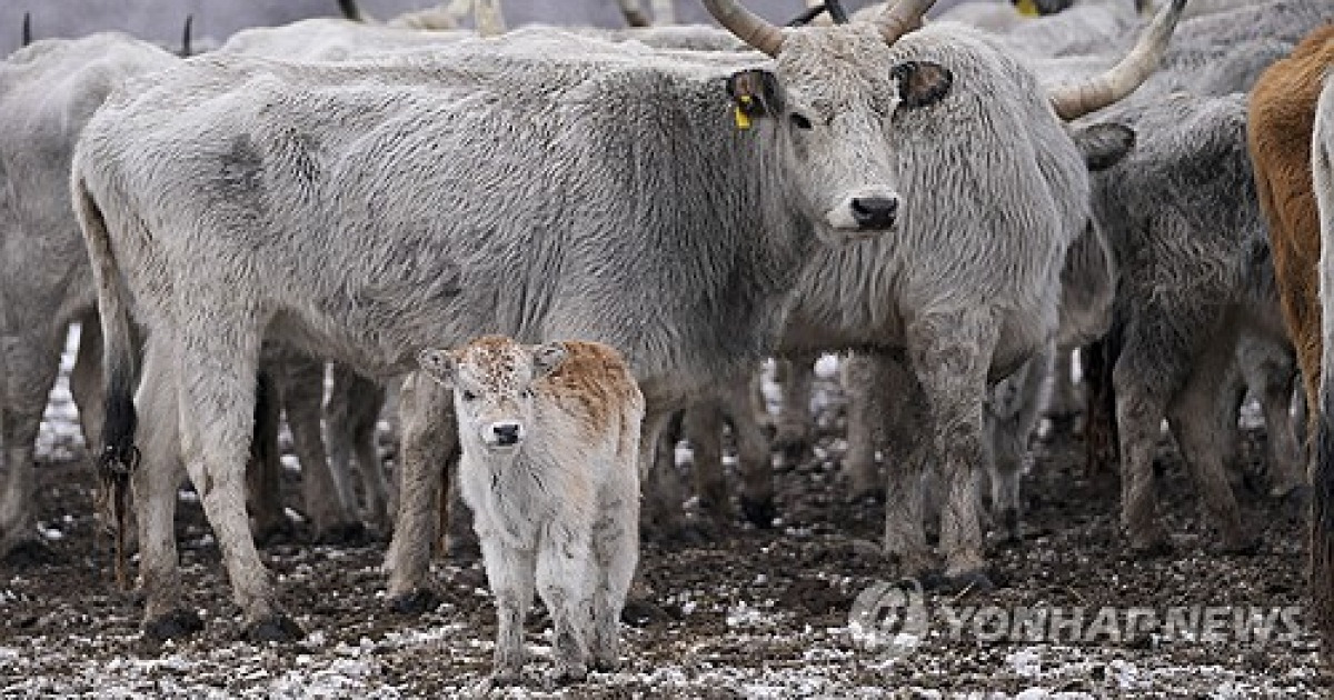 Serbia Stranded Animals