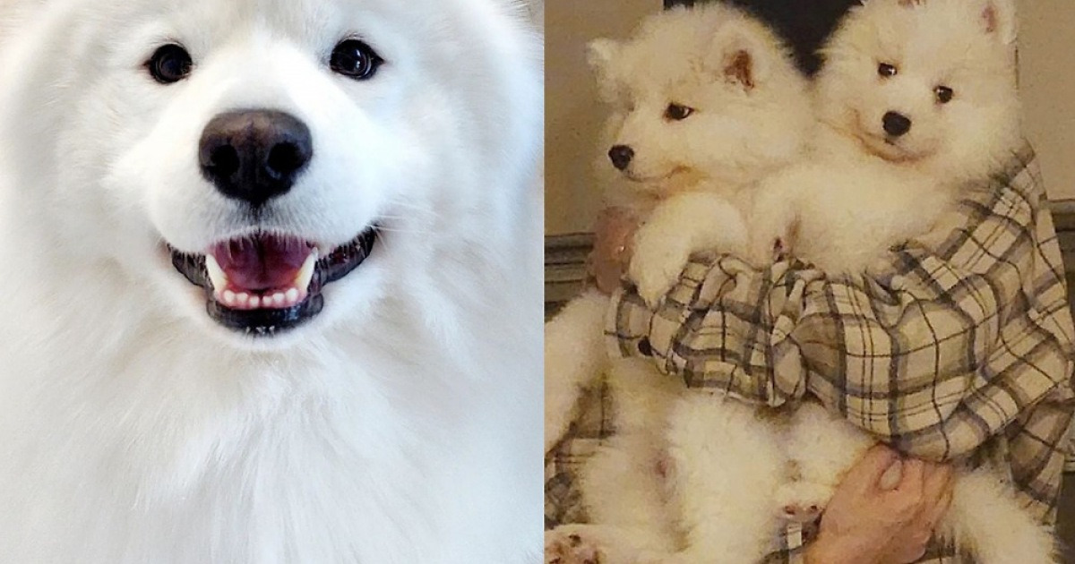 Pet cloning in Korea raises concerns over bioethics, regulatory void