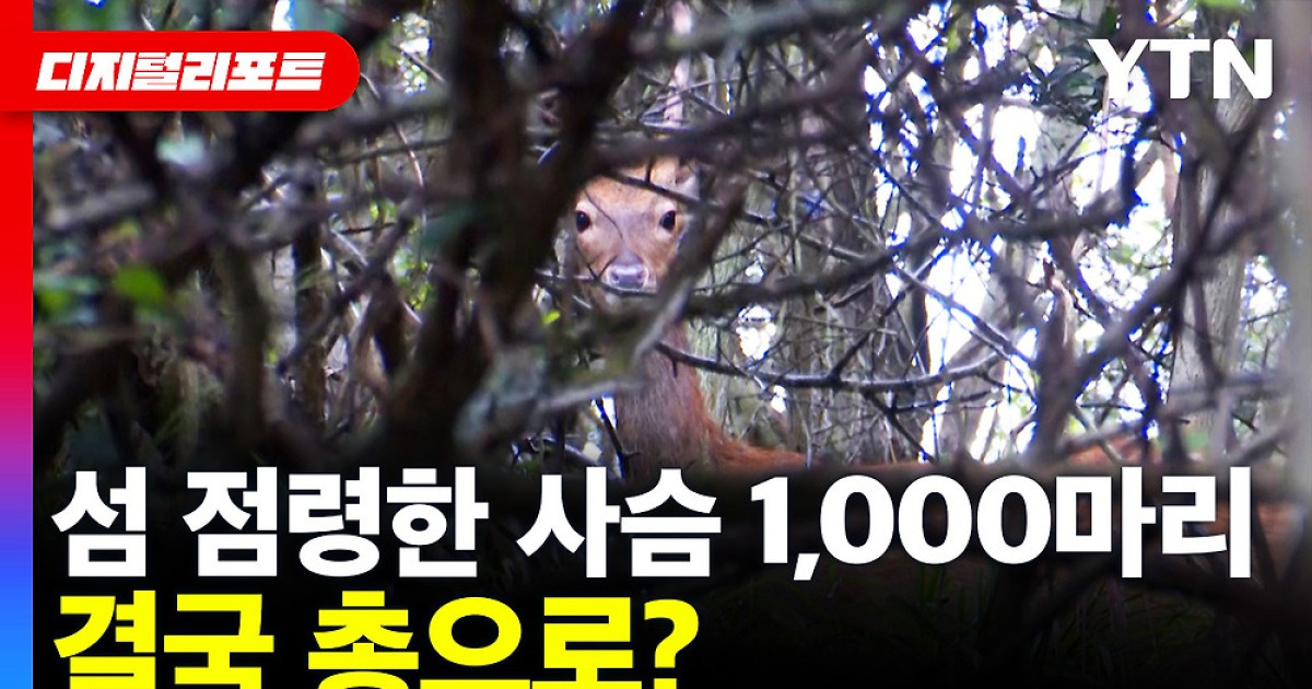 1,000마리 사슴섬, 결국 총으로 해결하나 [디지털리포트]