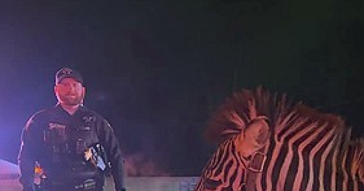 Circus Animals Rescued Fire