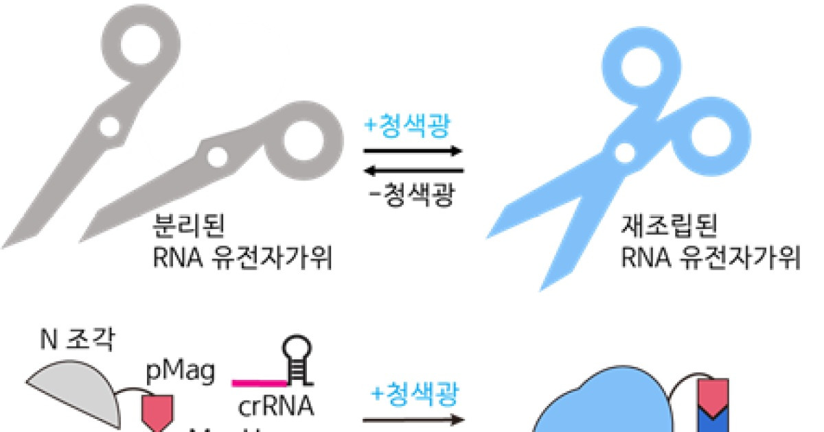 Kaist 푸른 빛 비추면 ‘불량 유전자 잘라내는 유전자 가위 기술 세계 최초 개발