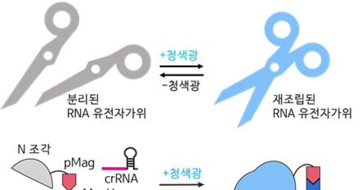 KAIST, RNA 유전자가위 정밀 제어 기술 개발