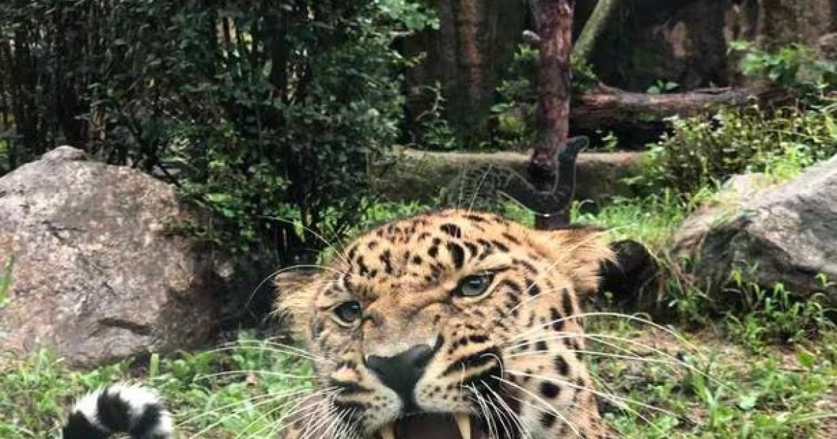 Endangered Korean leopard returns to homeland