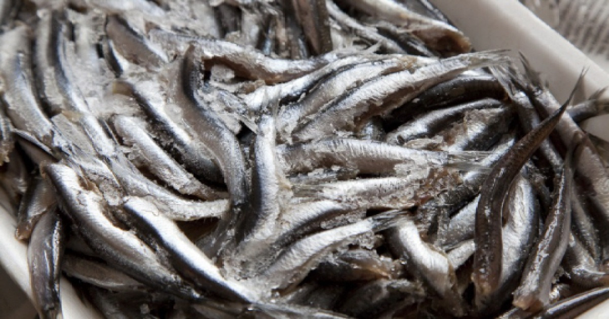 미끼용 냉동 멸치가 식탁에…28t 수입해 식용 둔갑, 음식점에 납품