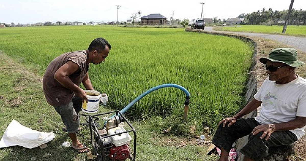 INDONESIA AGRICULTURE