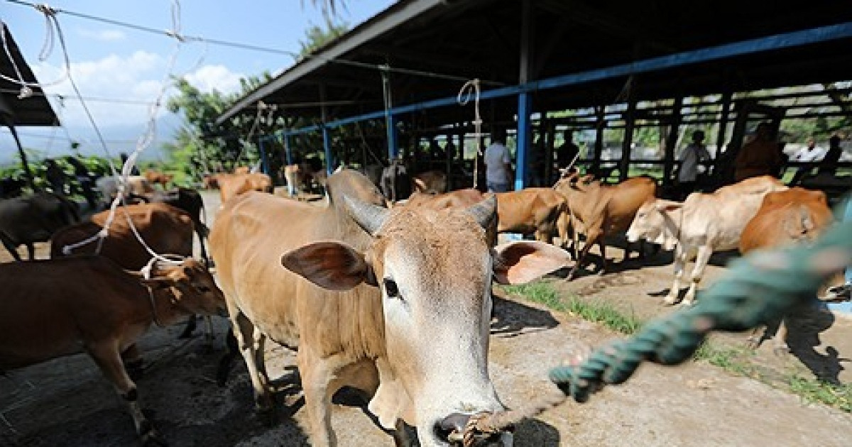 INDONESIA AGRICULTURE CATTLE