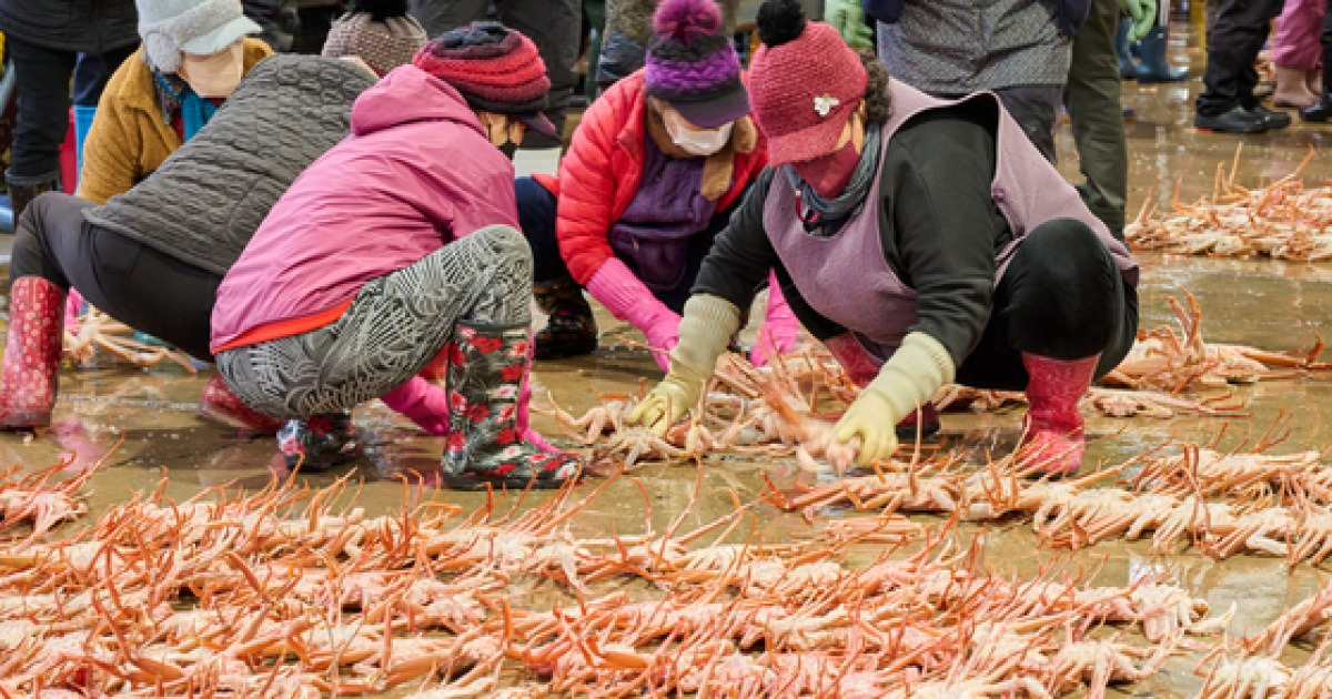 Uljin County is Korea's crab capital, but with so much more