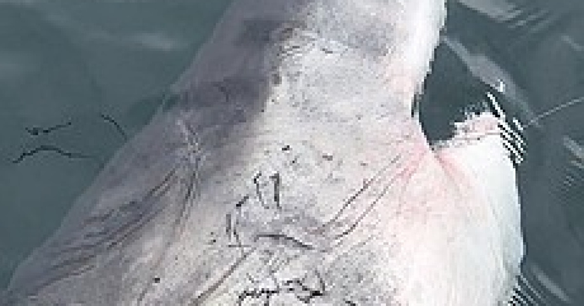 White Shark Tracking