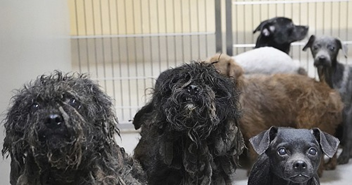 California Dog Hoarding