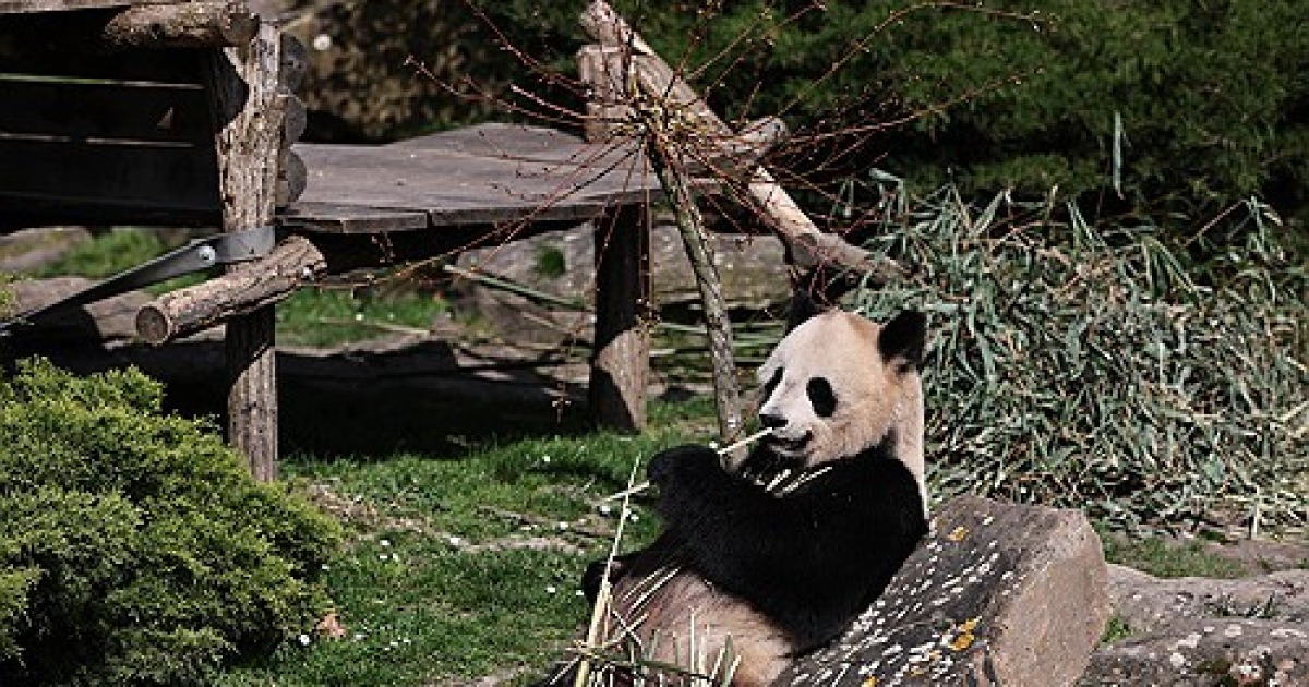FRANCE-SAINT-AIGNAN-GIANT PANDA