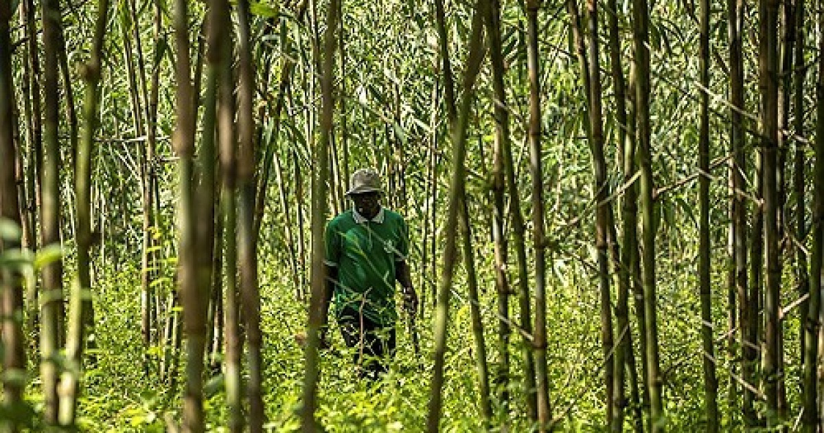 Uganda Bamboo Drive