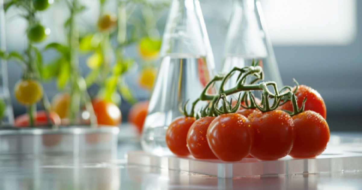 러·우 전쟁 여파 `GMO` 수입 2년 연속 감소…국내 재배 목적 GMO `0건`