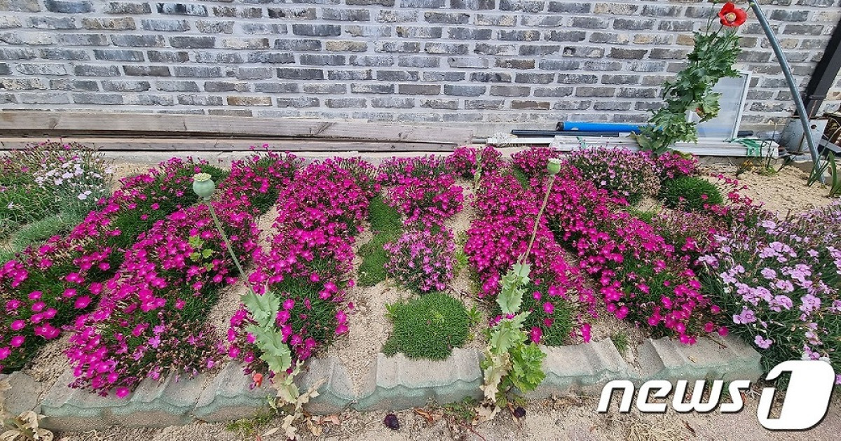 대마·양귀비 불법재배 안돼요…동해해경청 집중단속