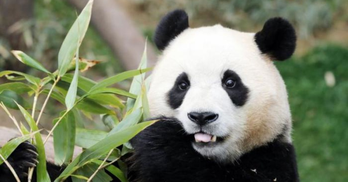 Fubao’s fans call for better treatment of animals after the panda ...