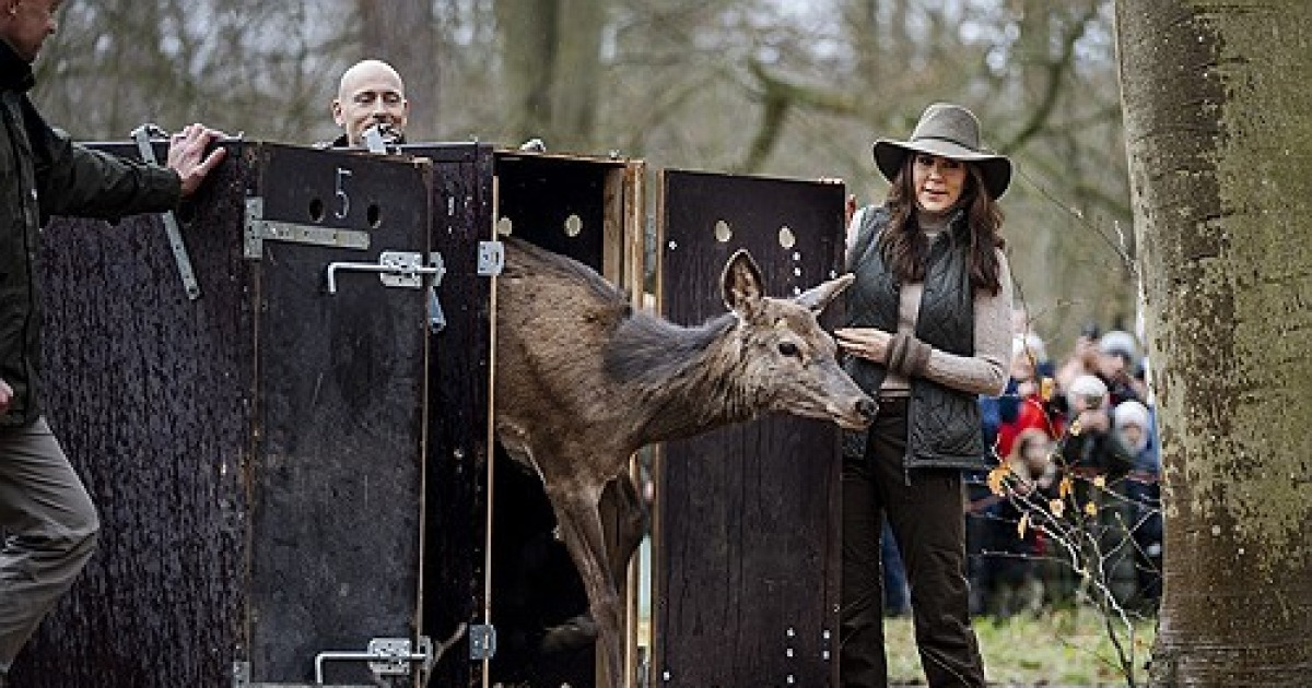 DENMARK DEER PARK ROYALTY