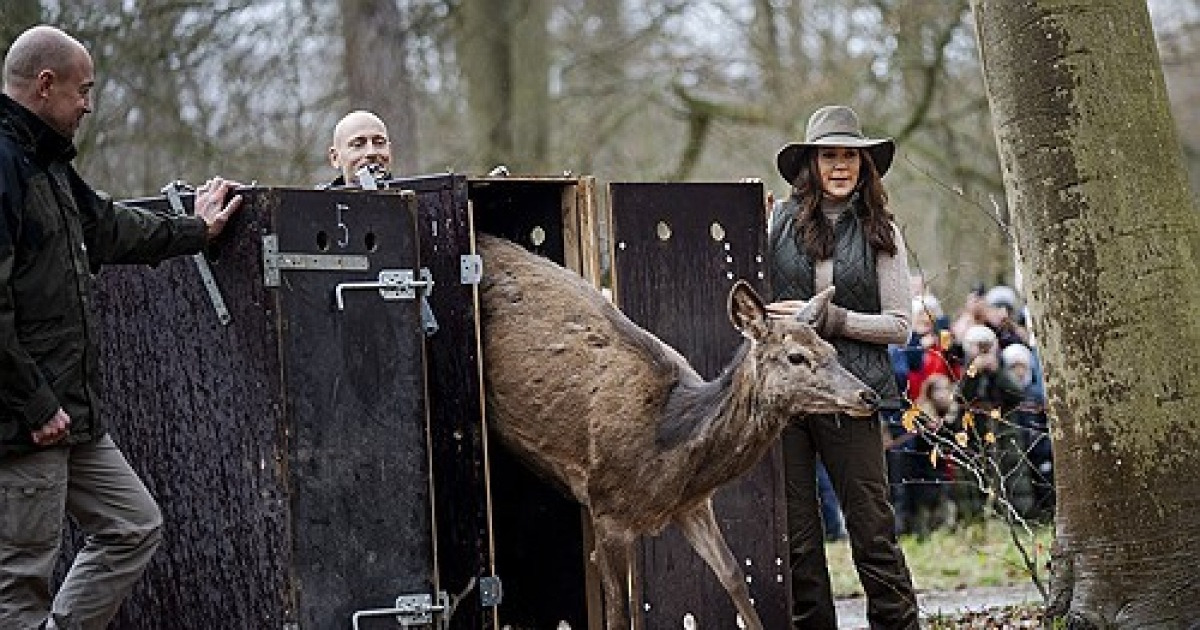 DENMARK DEER PARK ROYALTY