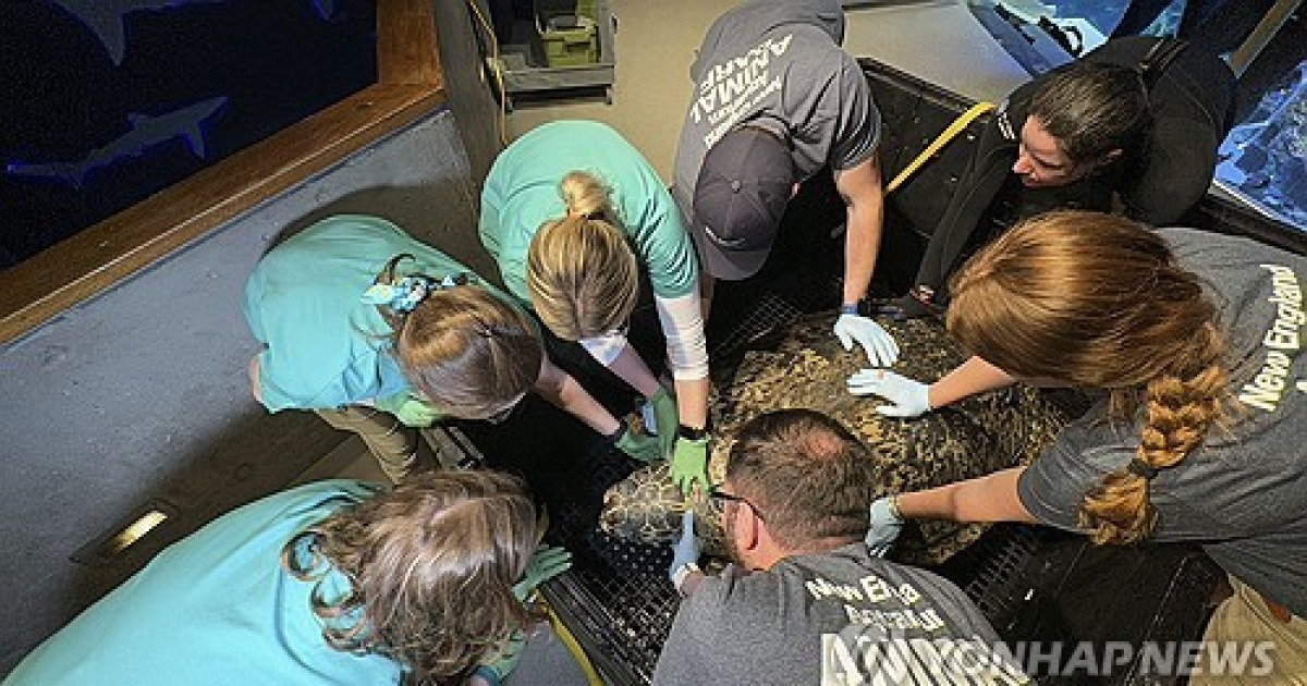 Sea Turtle Medical Exam