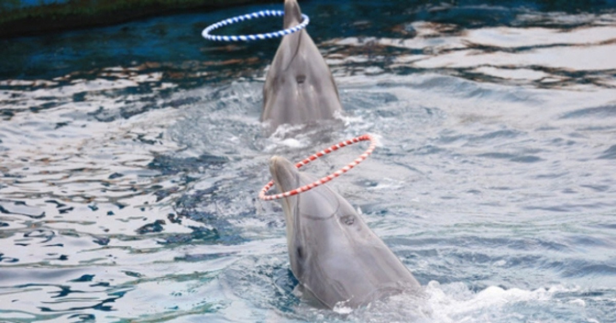 Animal rights group alleges Geoje Sea World caused untimely dolphin death